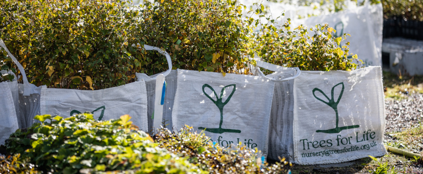 Aligning DFC Values with Trees for Life - Design Fire Consultants ...